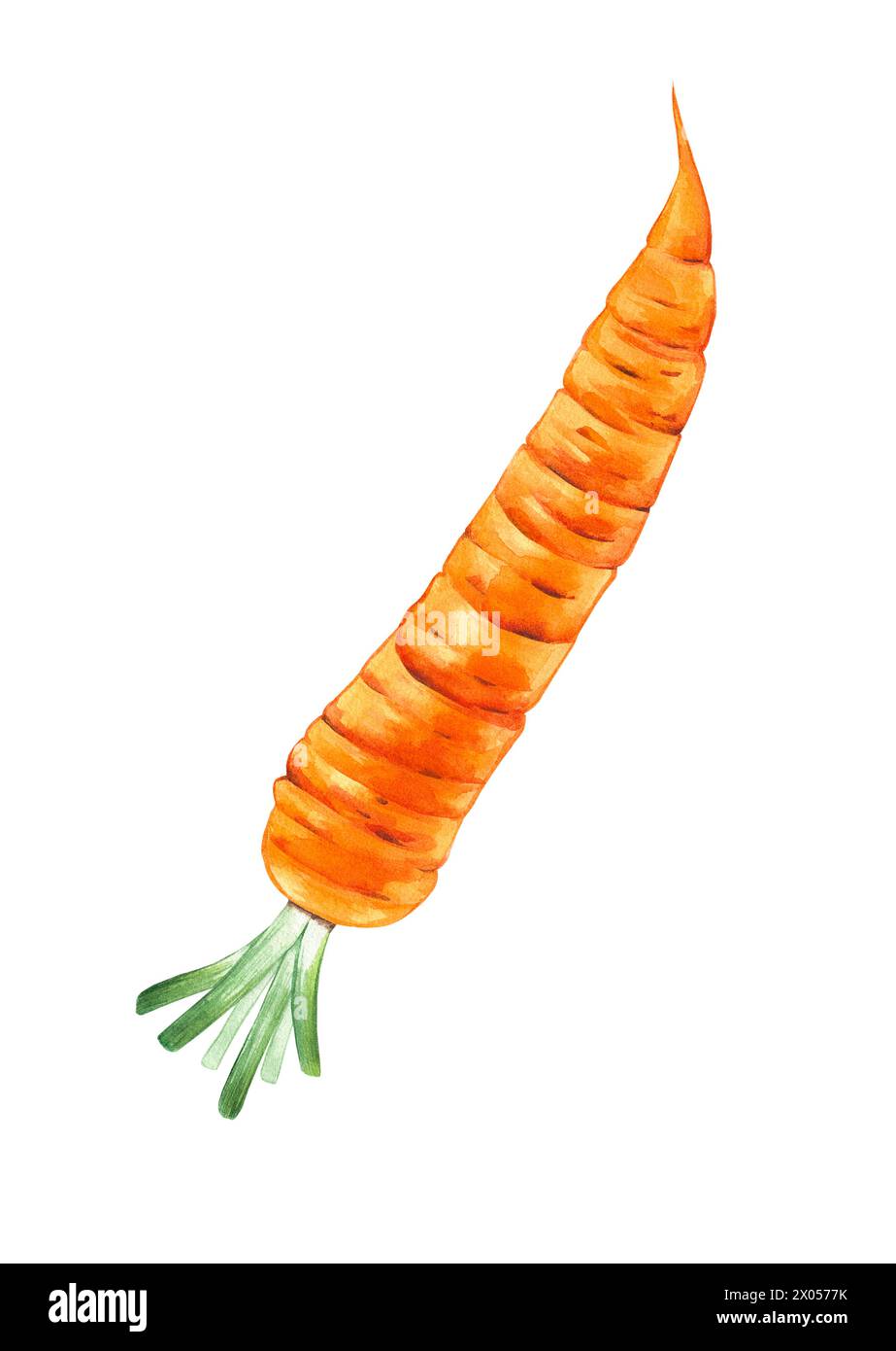 Watercolor carrot hand drawn isolated on white. Food illustration ...