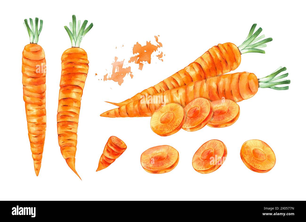 Watercolor carrot set, hand drawn isolated on white. Carrot vegetable ...