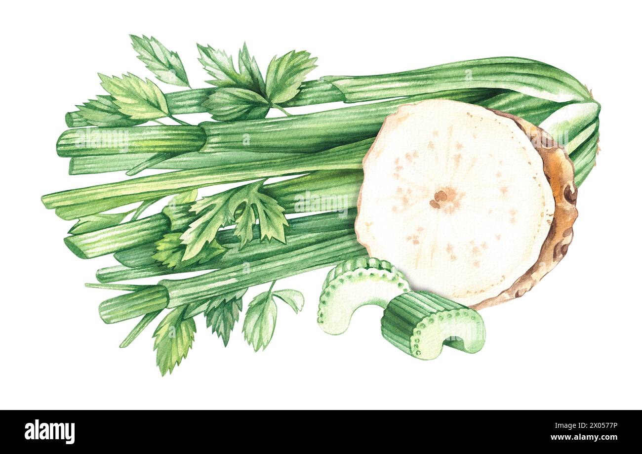 Stem vegetable illustration hand Cut Out Stock Images & Pictures - Alamy