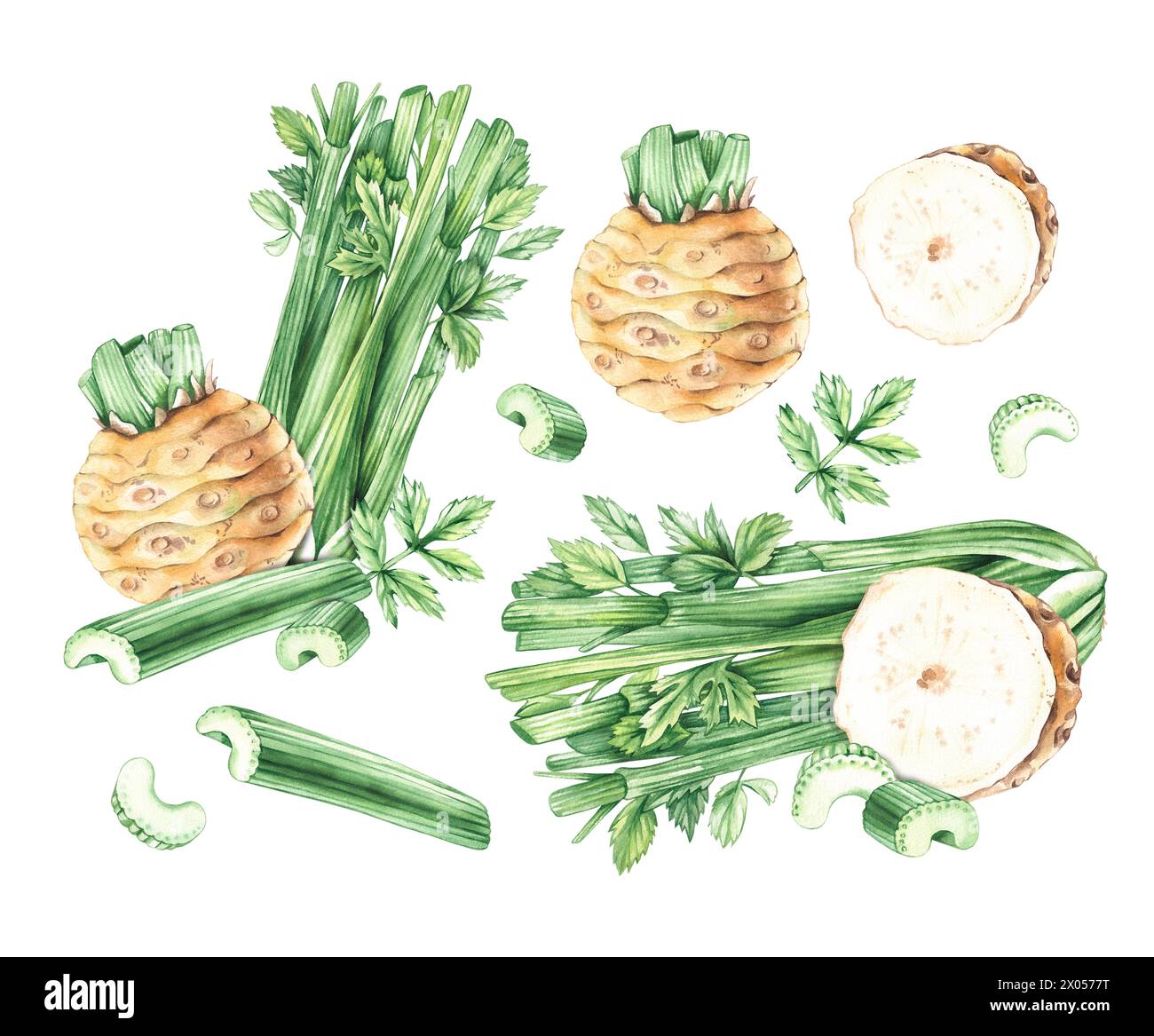 Watercolor celery set, hand drawn isolated on white. Celery vegetable ...