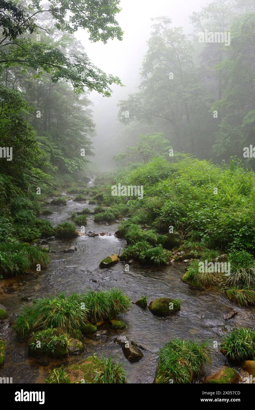 Fog descends on Golden Whip Stream in Zhangjiajie National Forest Park ...