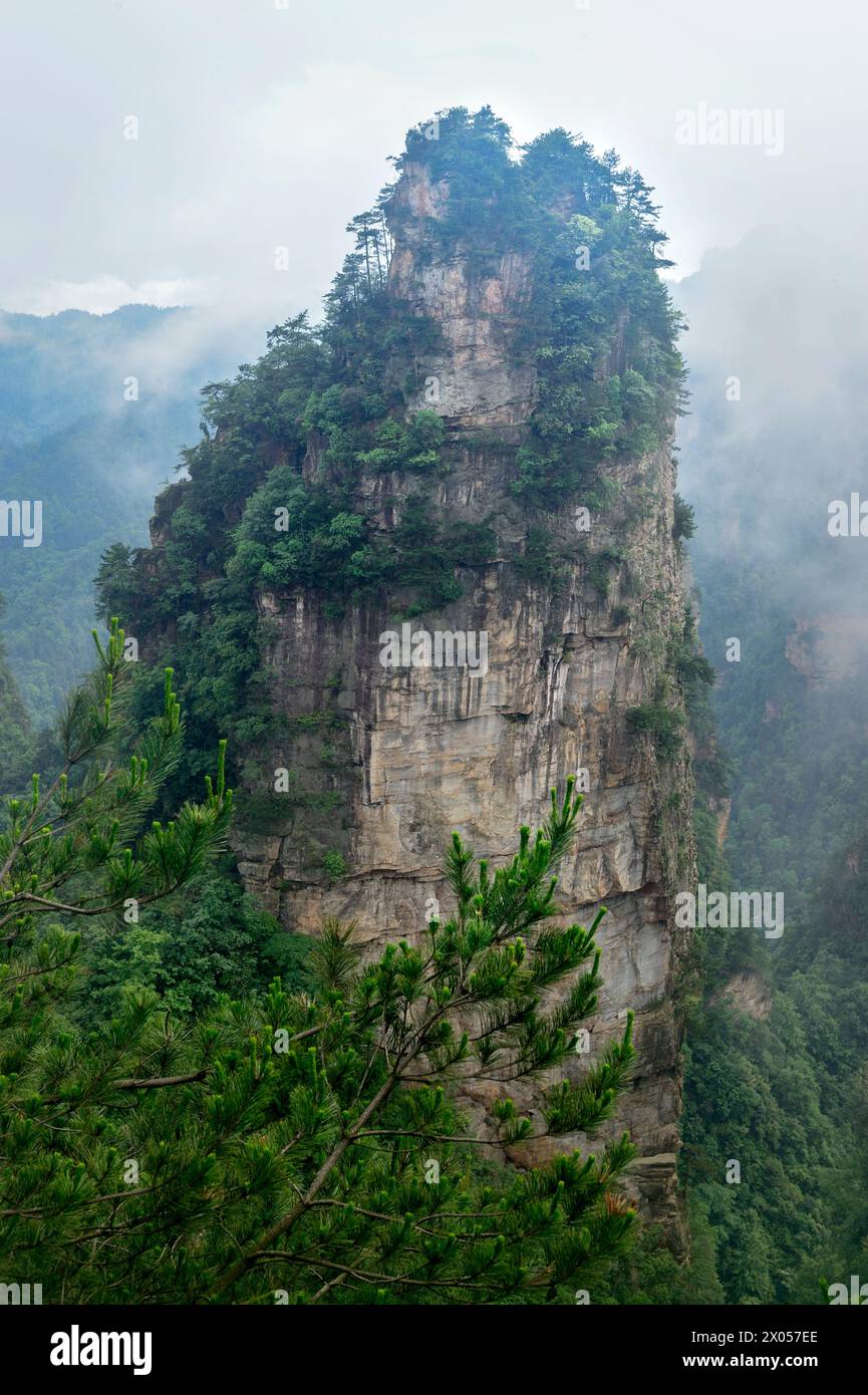 Sandstone pillars rise above the lush forest of Zhangjiajie National ...