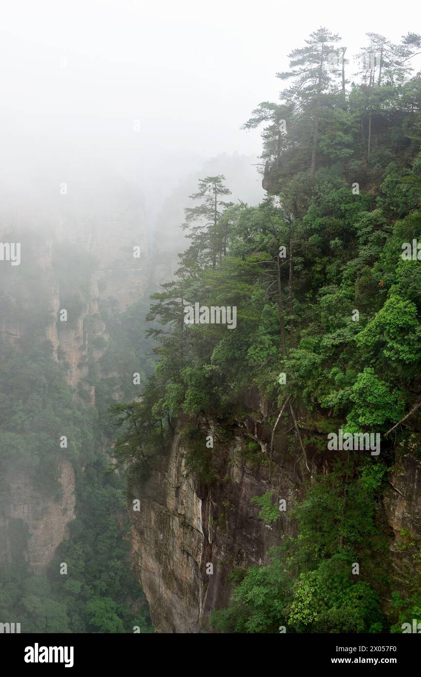Sandstone pillars rise above the lush forest of Zhangjiajie National ...