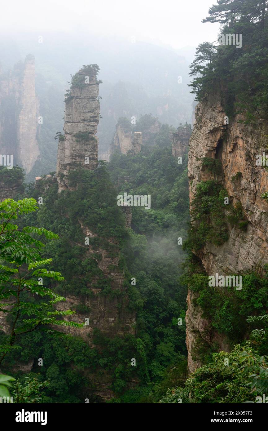 Sandstone pillars rise above the lush forest of Zhangjiajie National ...