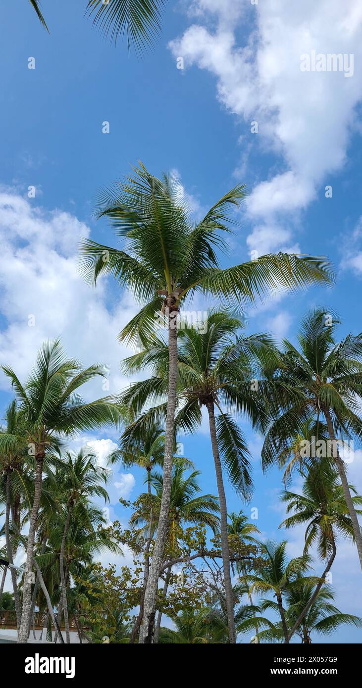Beautiful tall palm trees in the Bahamas are picture perfect against ...