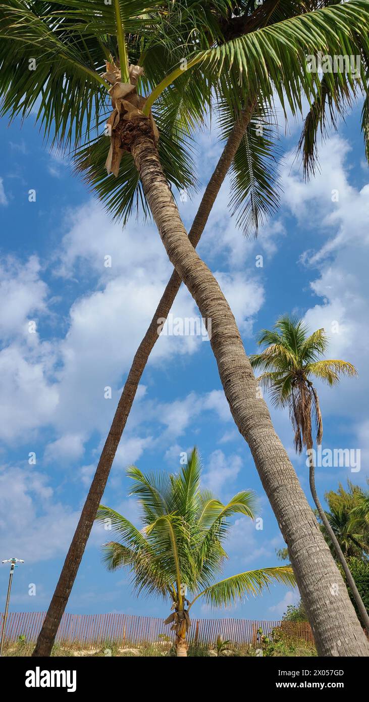 Beautiful tall palm trees in the Bahamas are picture perfect against ...