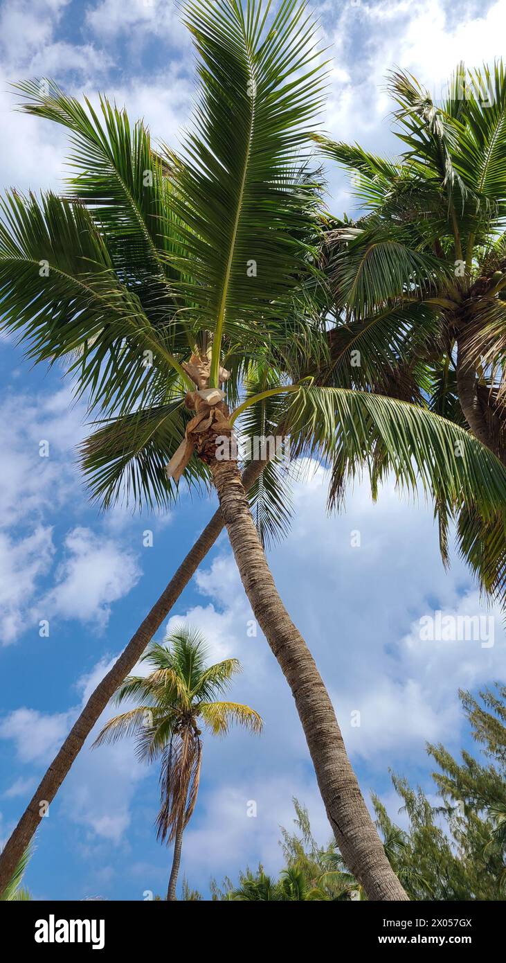 Beautiful tall palm trees in the Bahamas are picture perfect against ...