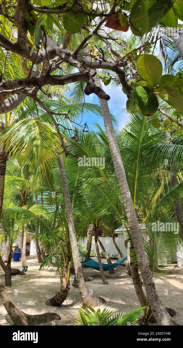 Beautiful palm trees tower over the soft sand beach in the Bahamas ...