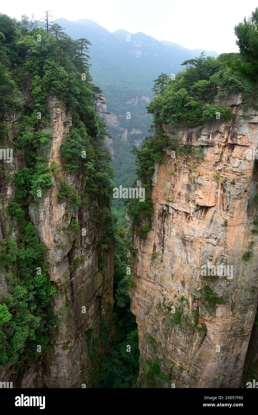 Sandstone pillars rise above the lush forest of Zhangjiajie National ...