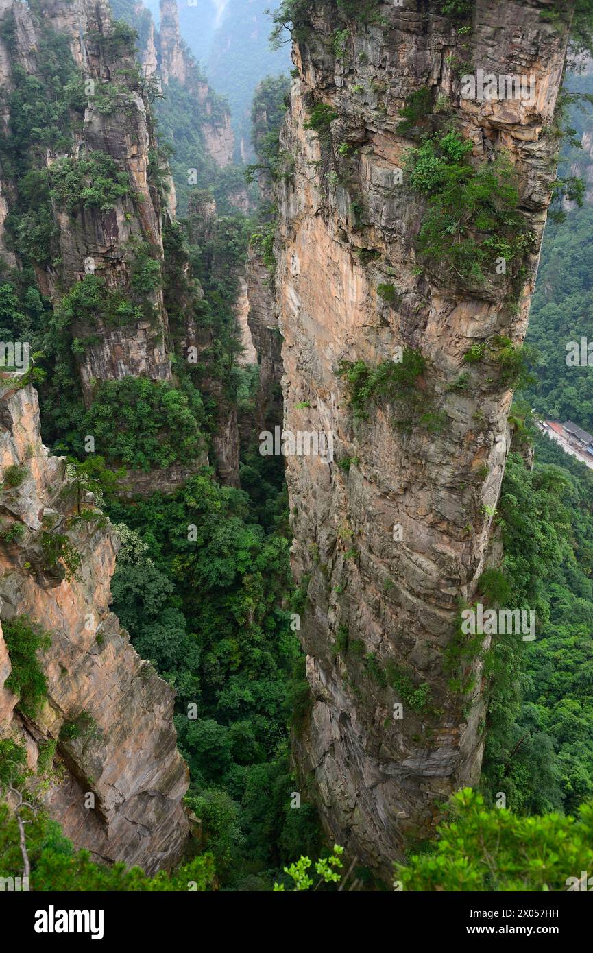Sandstone pillars rise above the lush forest of Zhangjiajie National ...