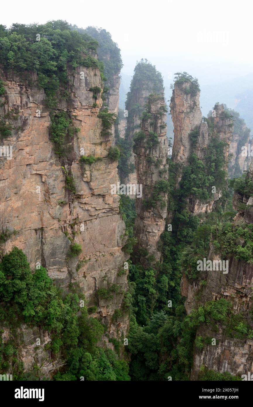 Sandstone pillars rise above the lush forest of Zhangjiajie National ...