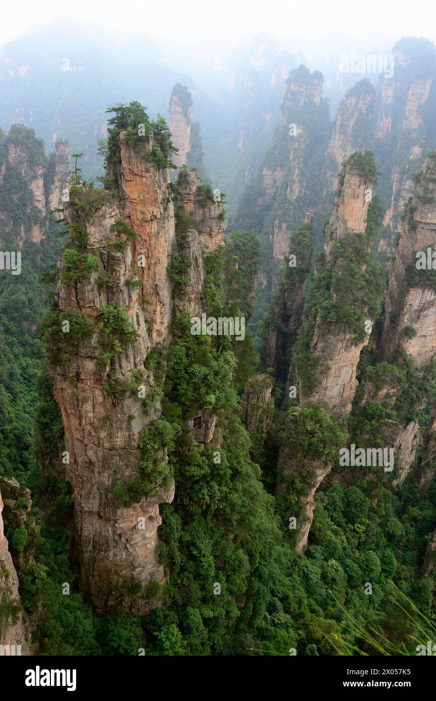 Sandstone pillars rise above the lush forest of Zhangjiajie National ...
