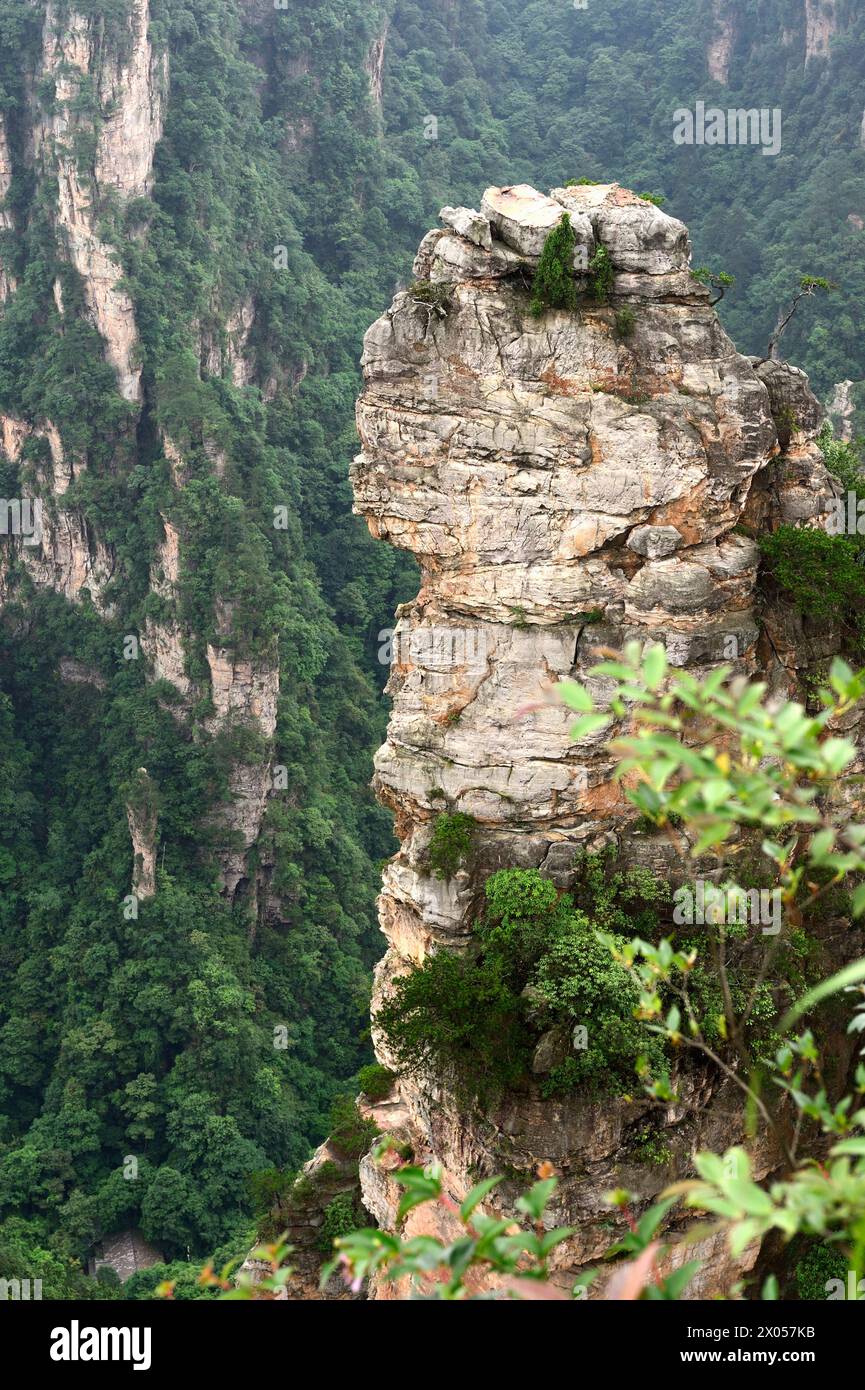 Sandstone pillars rise above the lush forest of Zhangjiajie National ...