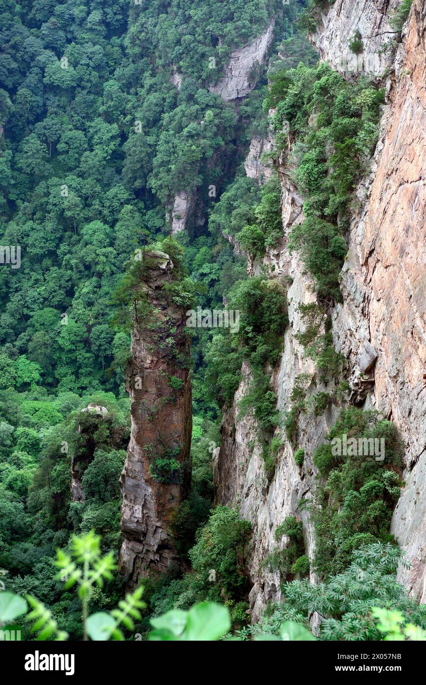 Sandstone pillars rise above the lush forest of Zhangjiajie National ...