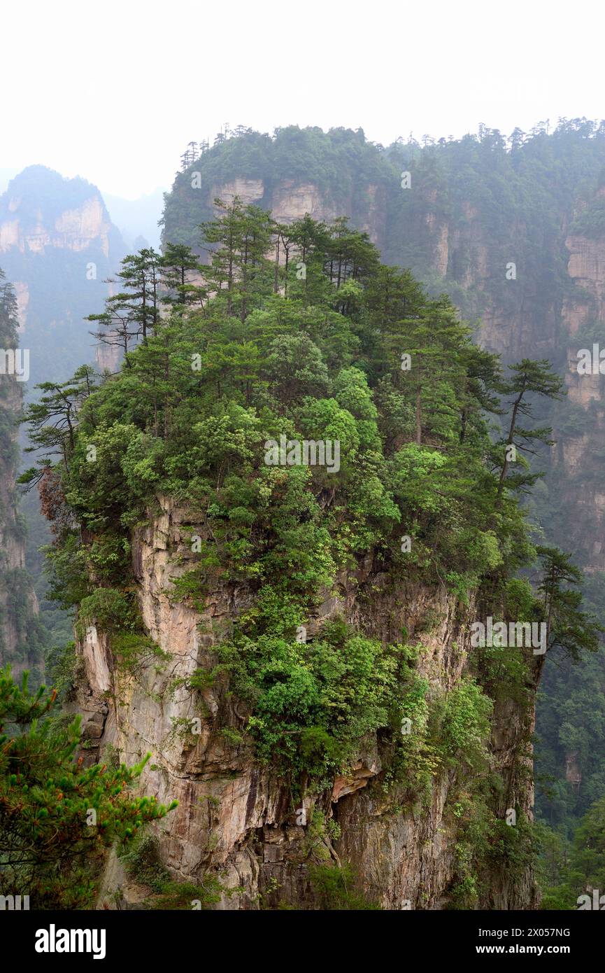 Sandstone pillars rise above the lush forest of Zhangjiajie National ...