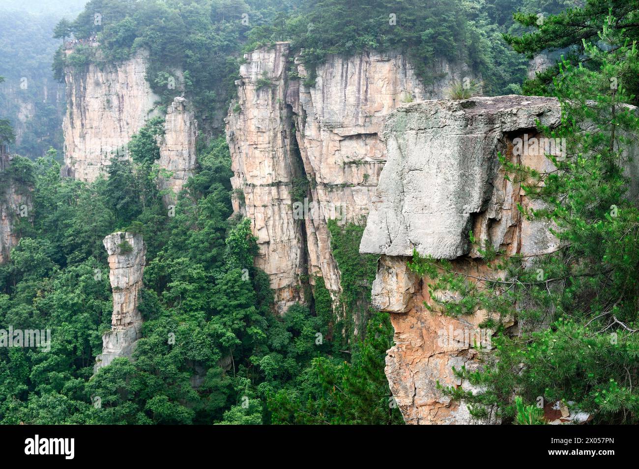 Sandstone pillars rise above the lush forest of Zhangjiajie National ...
