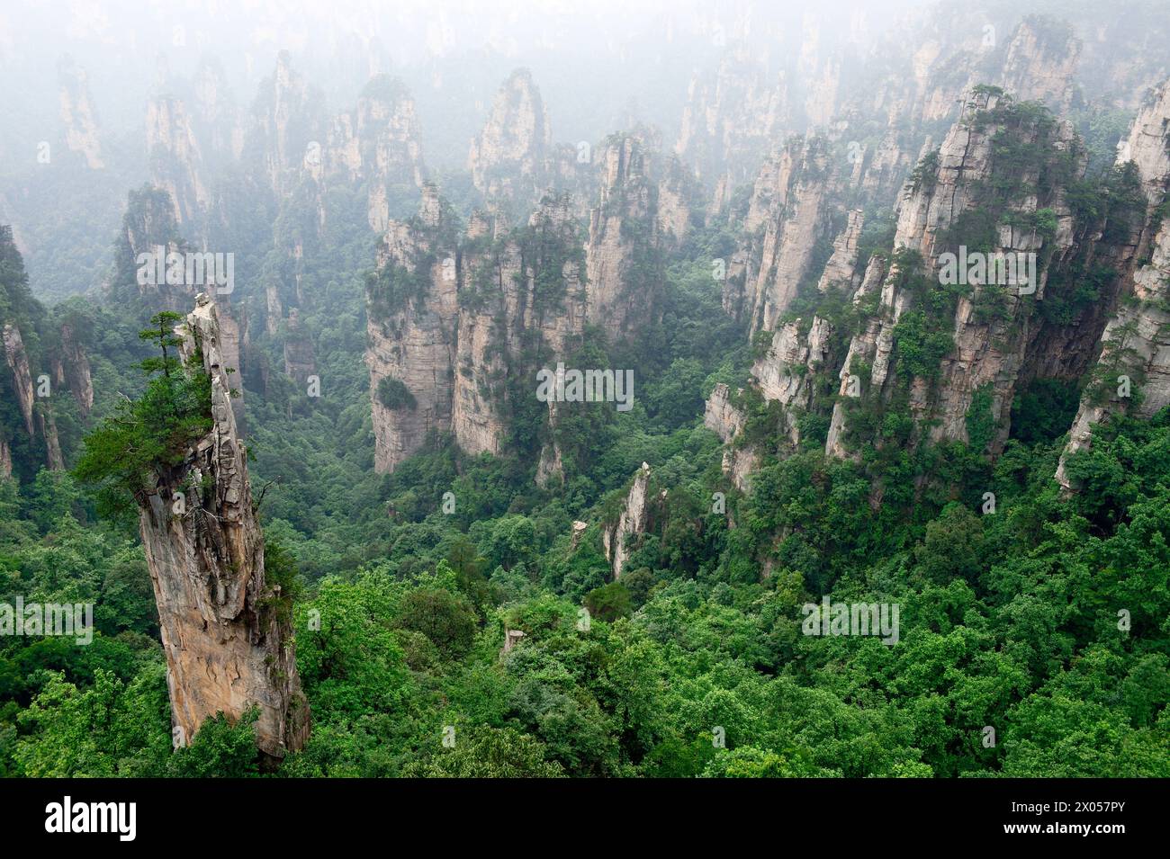 Sandstone pillars rise above the lush forest of Zhangjiajie National ...