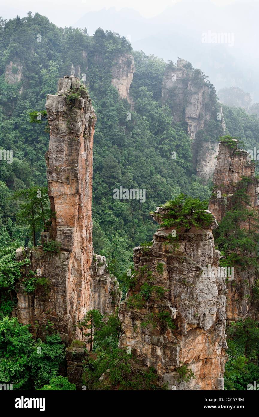 Sandstone pillars rise above the lush forest of Zhangjiajie National ...