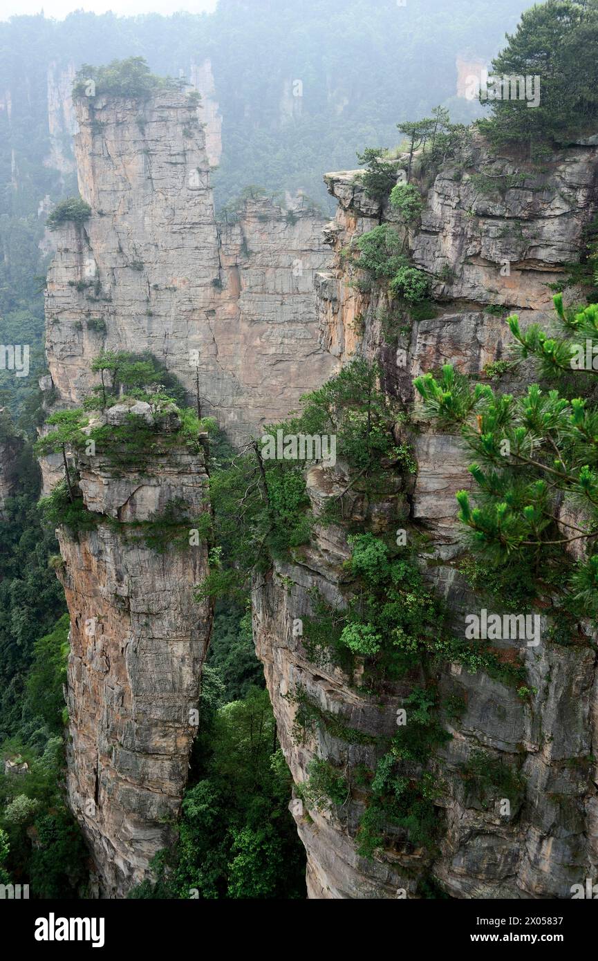 Sandstone pillars rise above the lush forest of Zhangjiajie National ...