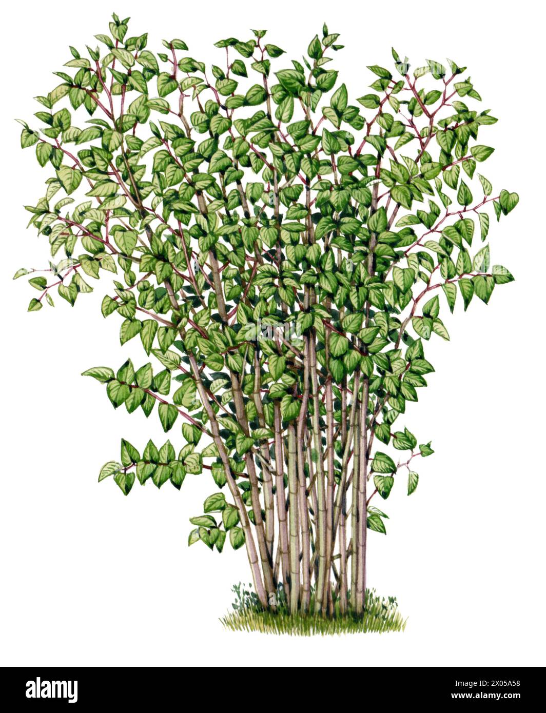 Japanese knotweed (Reynoutria japonica), illustration Stock Photo - Alamy