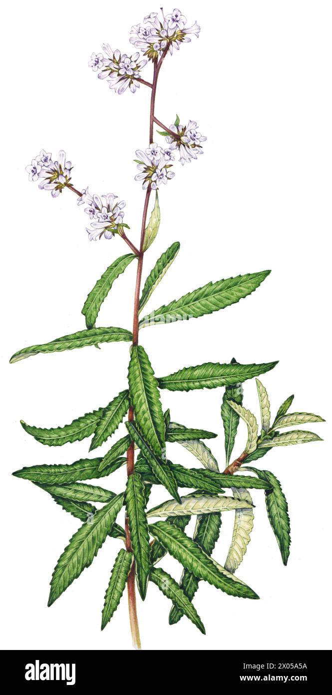 California yerba santa, illustration Stock Photo - Alamy