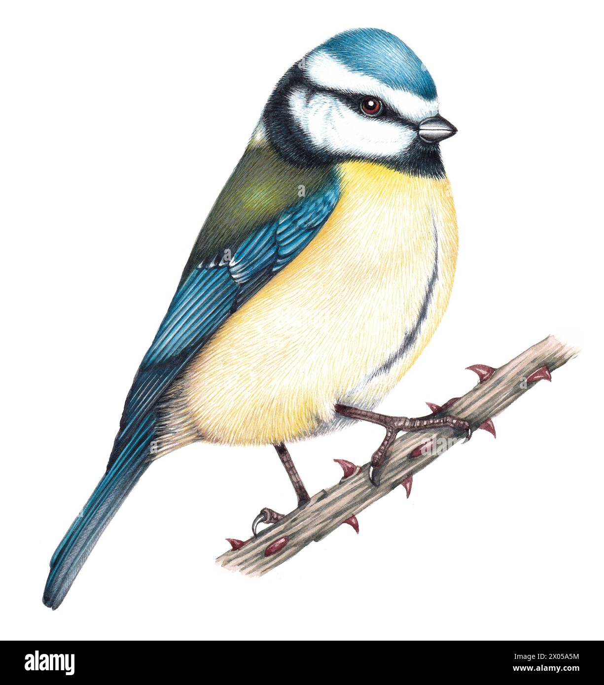 Blue tit, illustration Stock Photo - Alamy