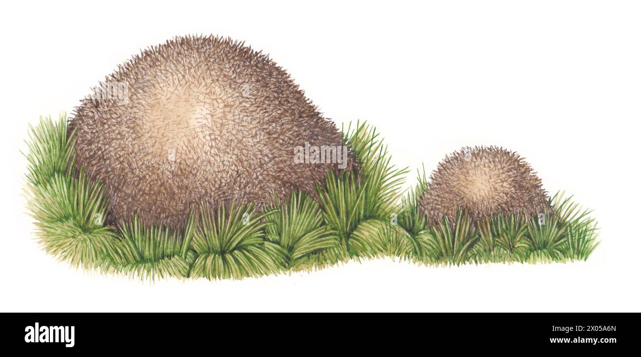 Wood ant nests, illustration Stock Photo - Alamy