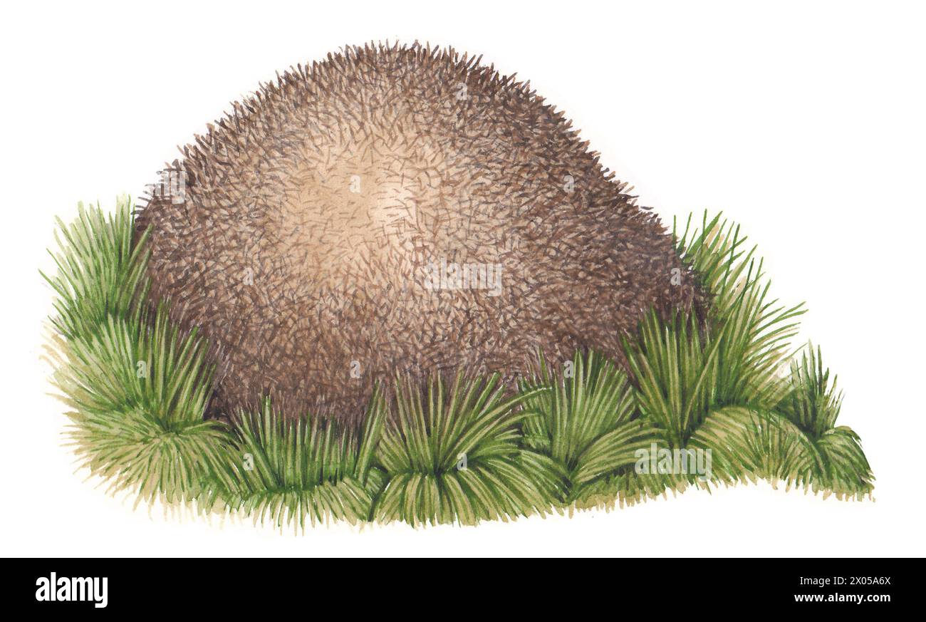 Wood ant nest, illustration Stock Photo - Alamy