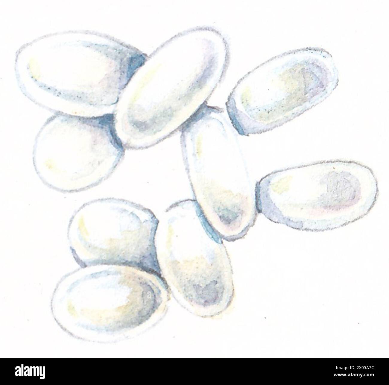 Wood ant eggs, illustration Stock Photo - Alamy