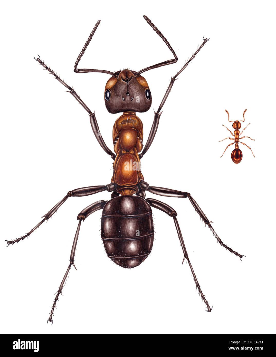 Southern red wood ant and shining guest ant, illustration Stock Photo ...