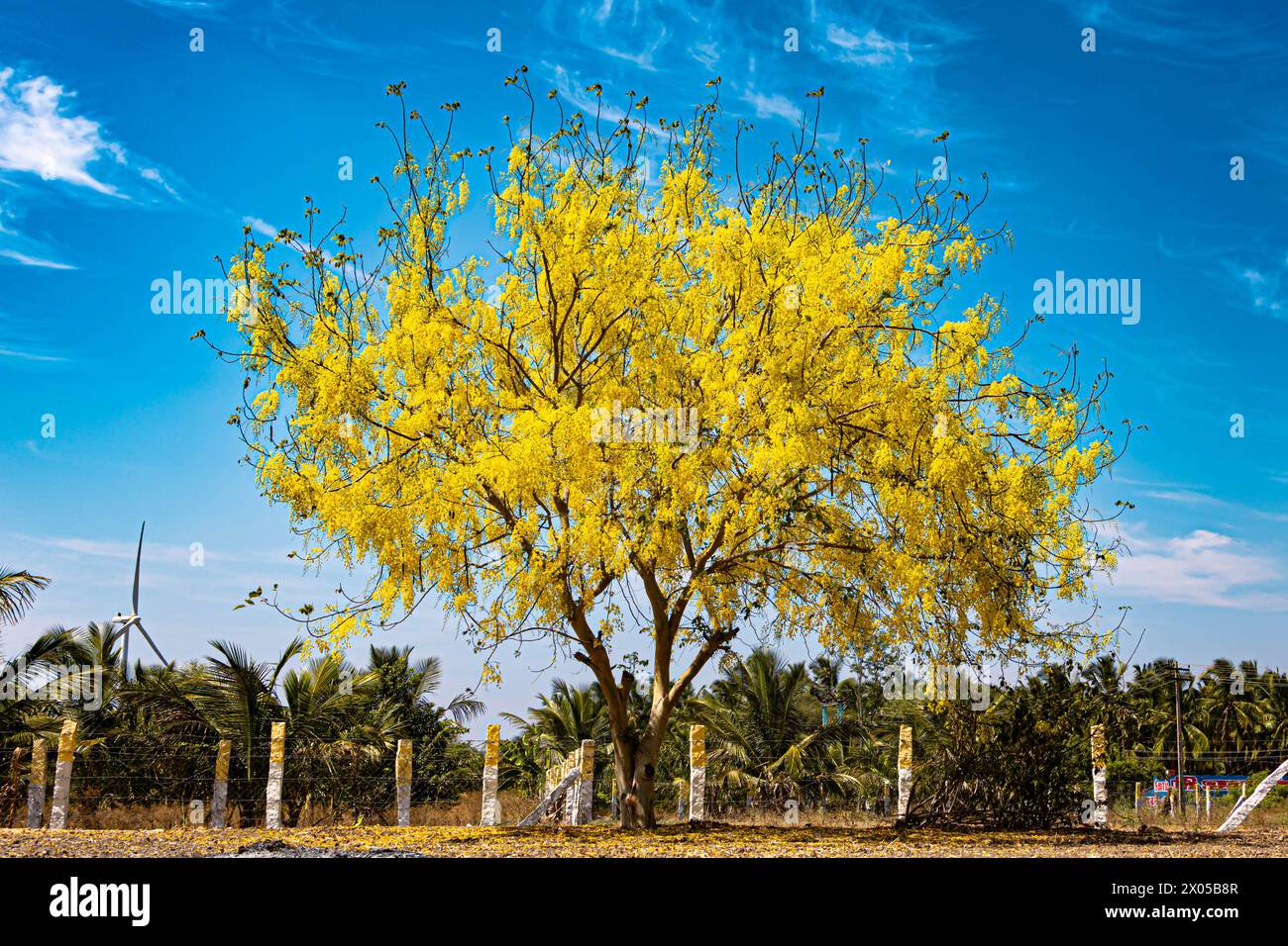 Kanikkonna Vishu Flower Golden Shower Tree Stock Photo - Alamy