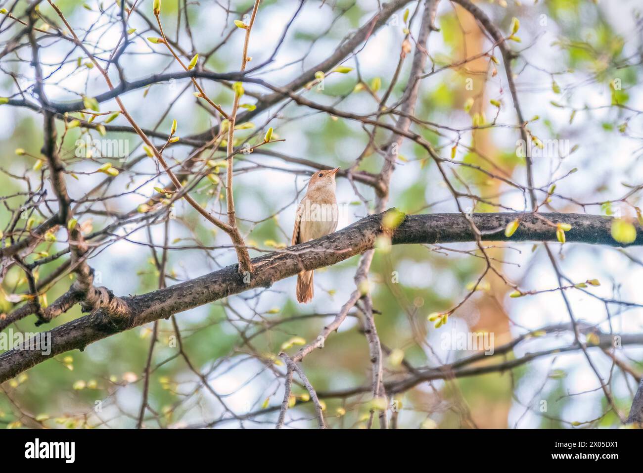 Thrush Nightingale, Luscinia luscinia. A bird sits on a tree branch and ...
