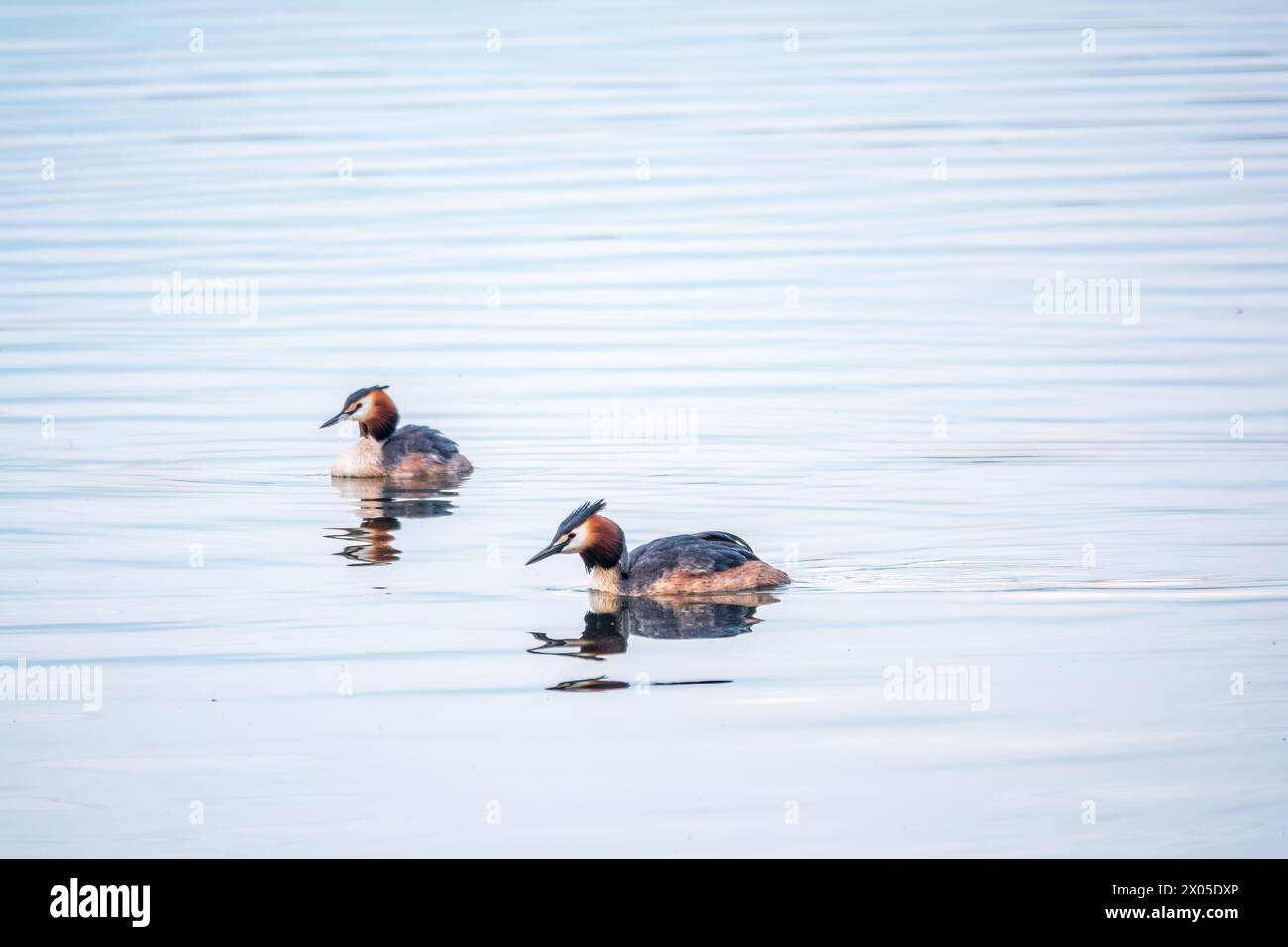 Two Great Crested Grebes swim in the lake. The great crested grebe ...