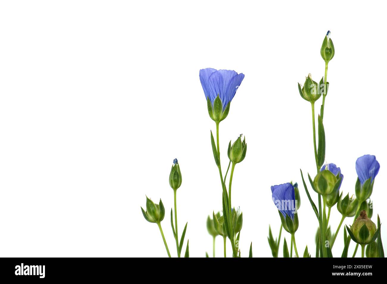 Blue flax blossom and plants with leaves in close up isolated on white ...