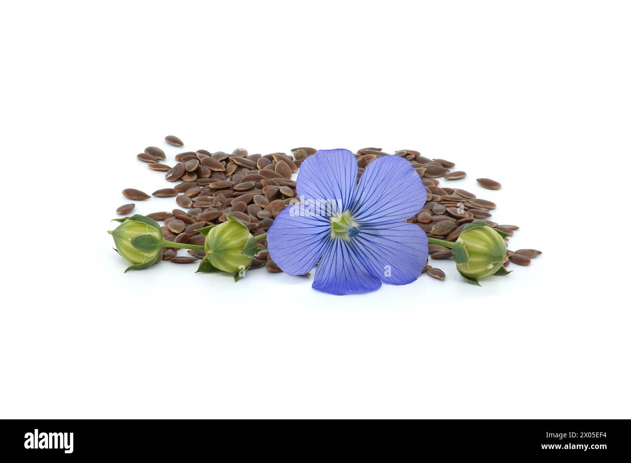 Blue flax blossom and heap of seeds in close up isolated on white ...