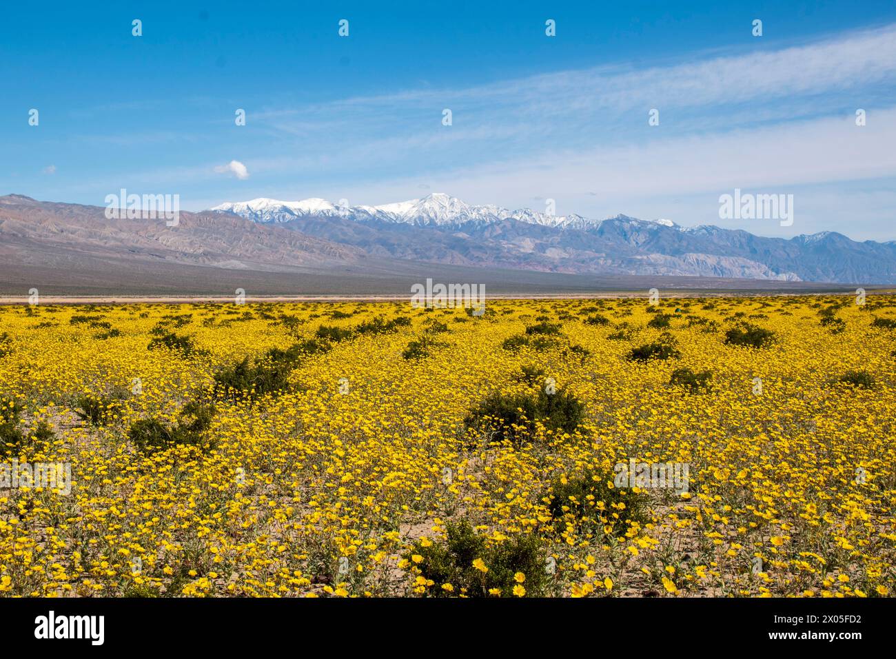 There was a wildflower superbloom in Panamint Valley of Death Valley ...