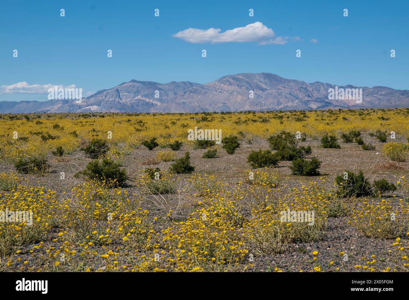 There was a wildflower superbloom in Panamint Valley of Death Valley ...