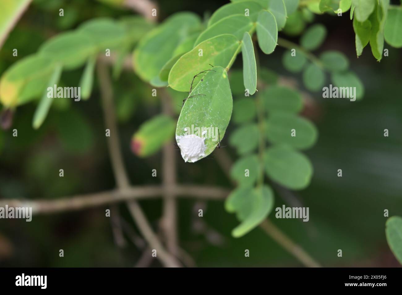 View of a lynx spider sac on top of a small matura tea tree leaf and ...