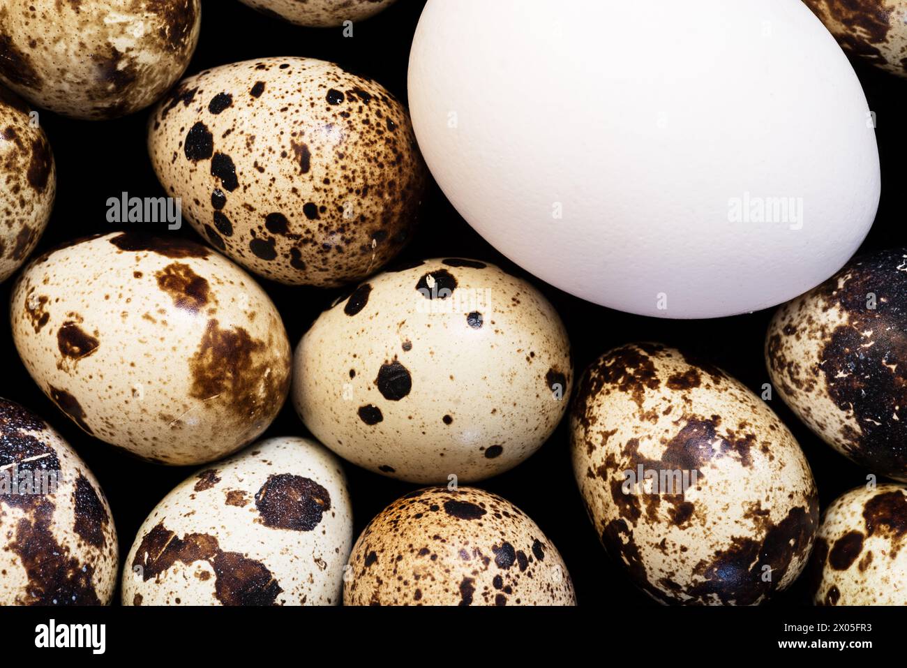large white chicken egg and little speckled quail eggs on dark ...