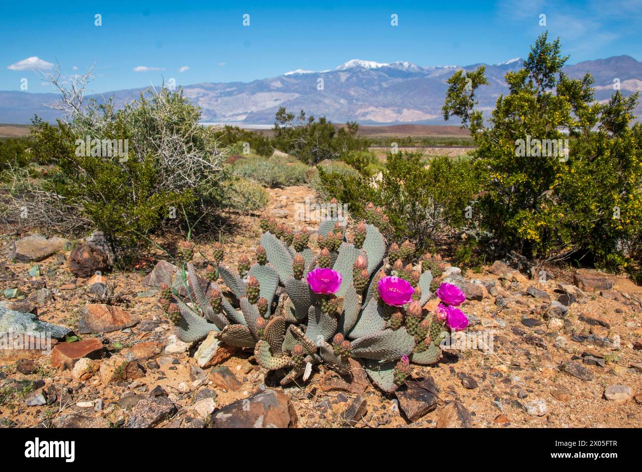 There was a wildflower superbloom in Panamint Valley of Death Valley ...