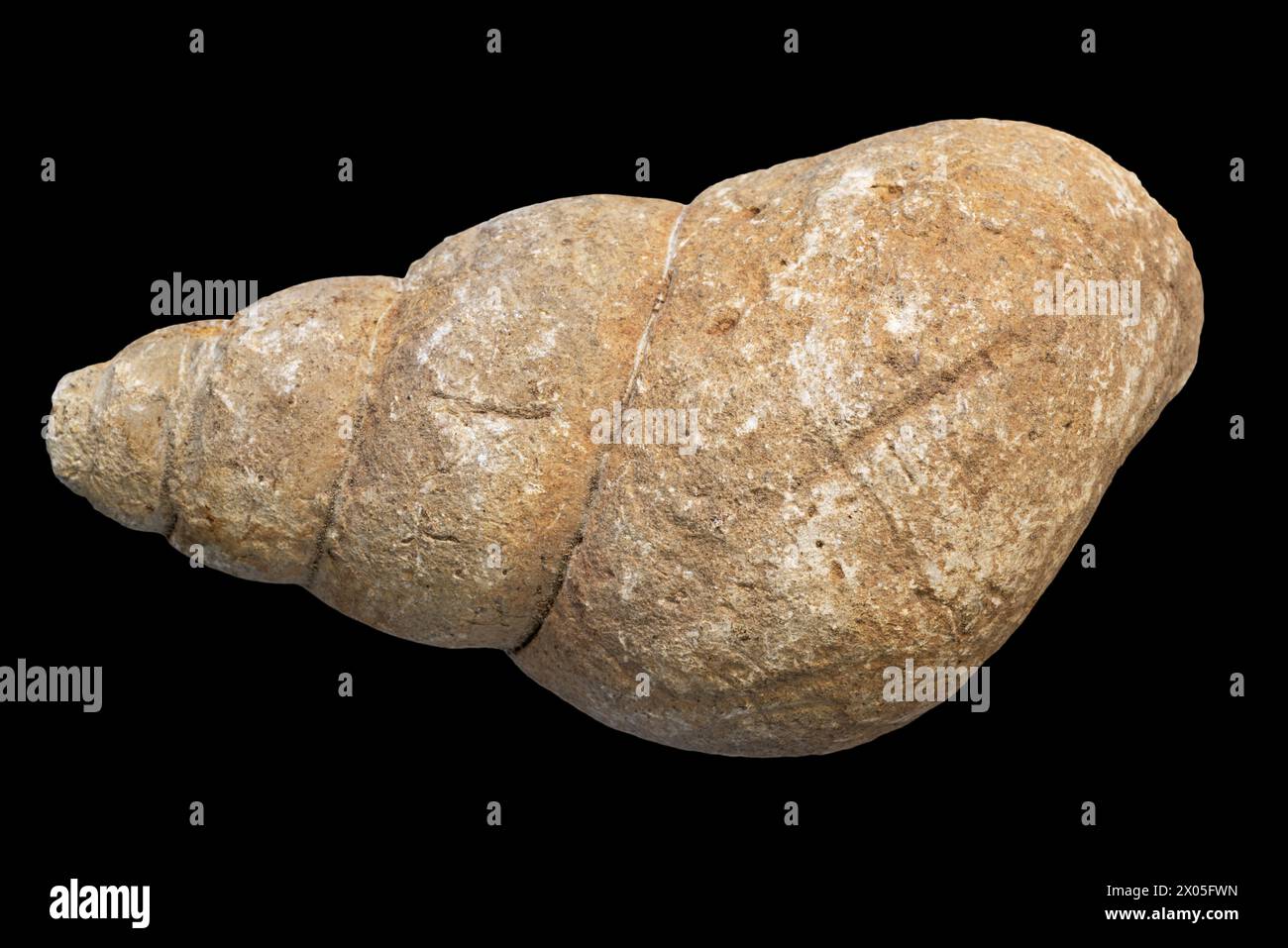 snail fossil cast isolated with black background Stock Photo - Alamy