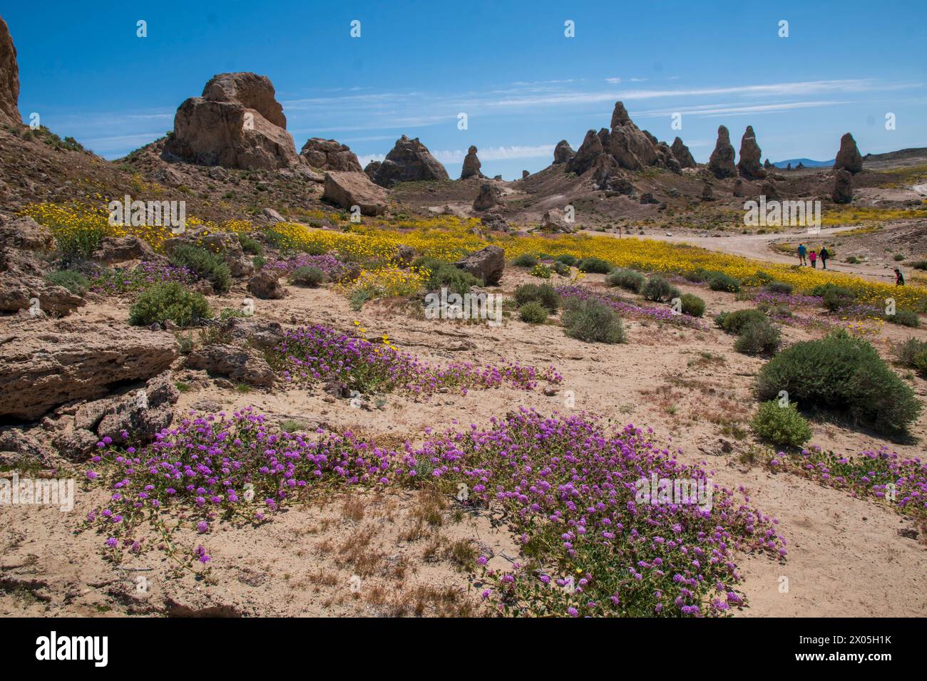 Wildflowers are rare at the Trona Pinnacles near Trona, CA, USA Stock ...