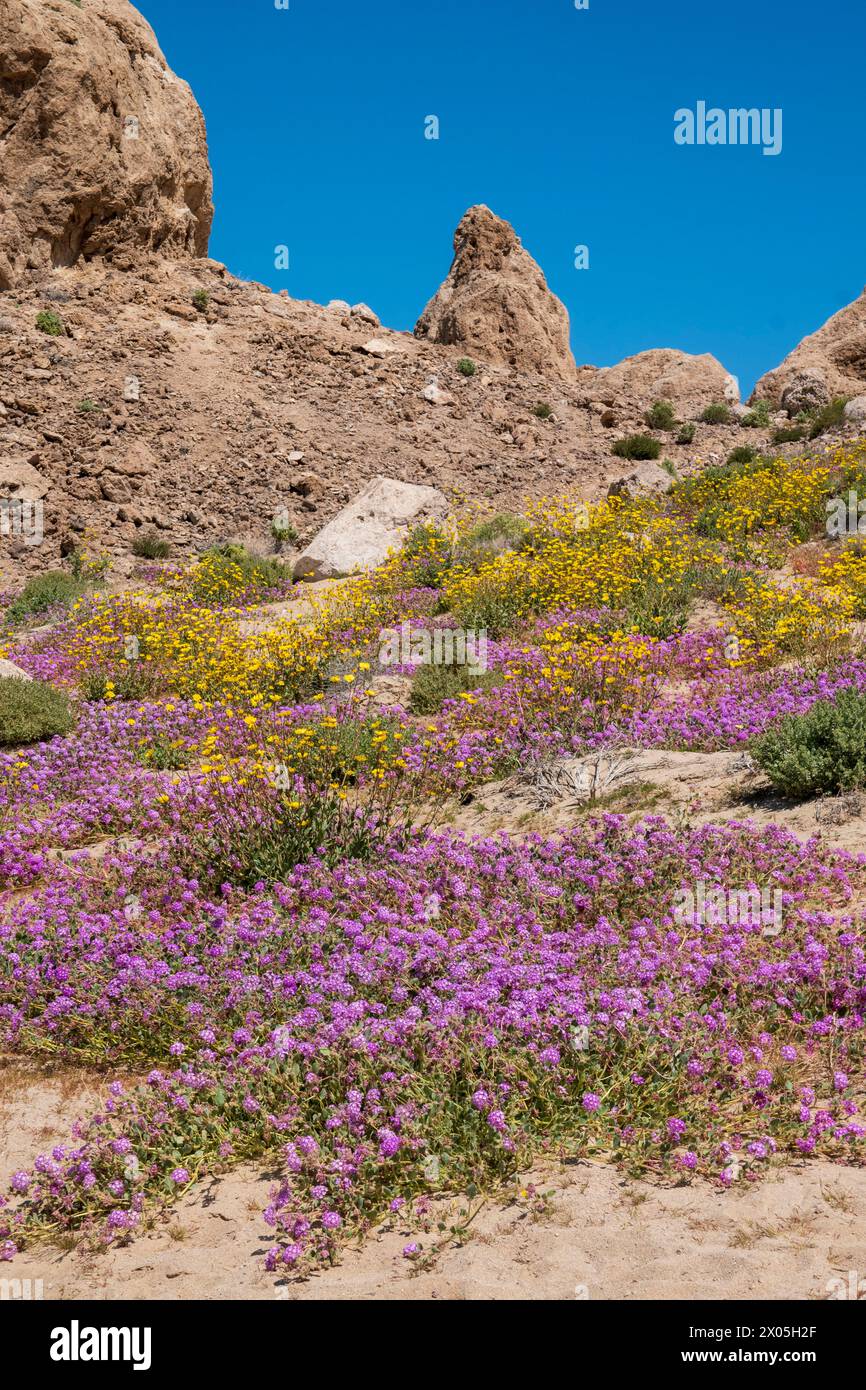 Wildflowers are rare at the Trona Pinnacles near Trona, CA, USA Stock ...