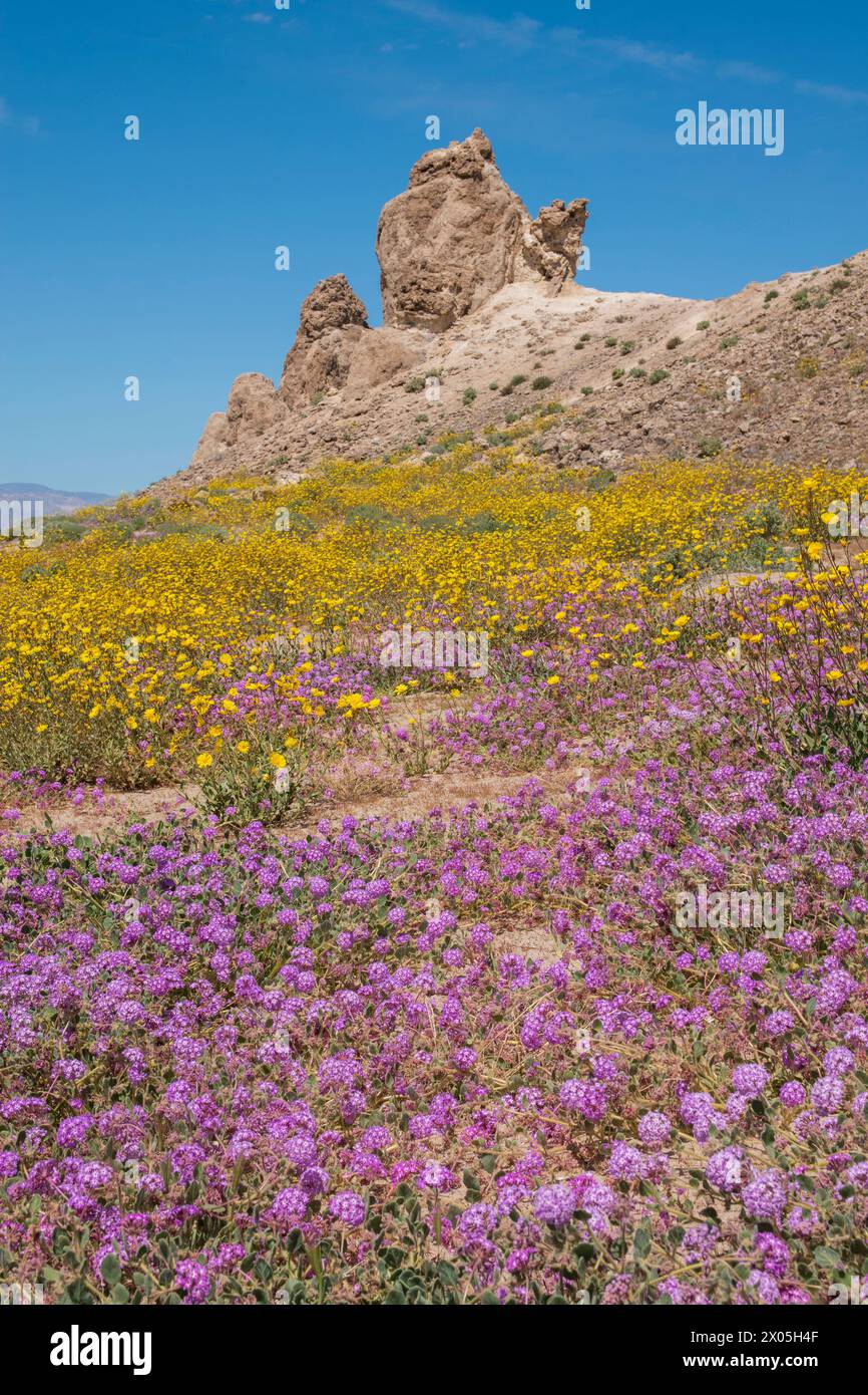 Wildflowers are rare at the Trona Pinnacles near Trona, CA, USA Stock ...