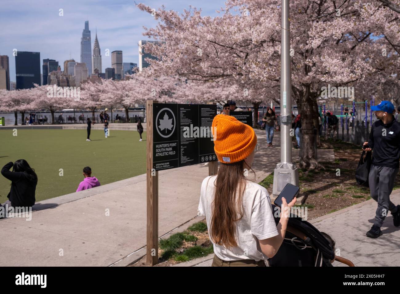 New York, United States. 09th Apr, 2024. Yoshino cherry trees are in ...