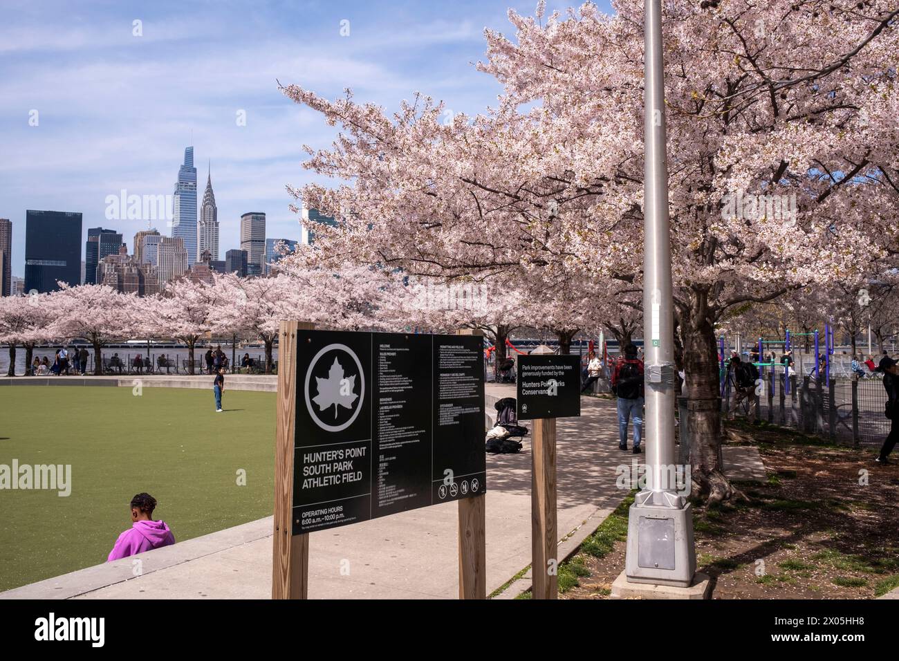 New York, United States. 09th Apr, 2024. Yoshino cherry trees are in ...