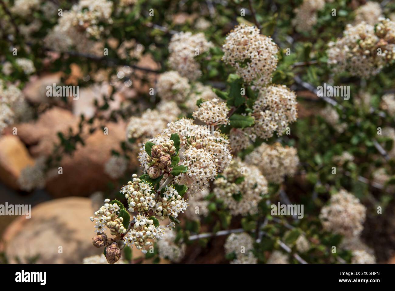 Mormon rocks viewpoint hi-res stock photography and images - Alamy