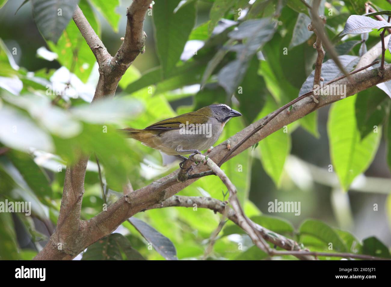 The buff-throated saltator (Saltator maximus) is a seed-eating bird in ...