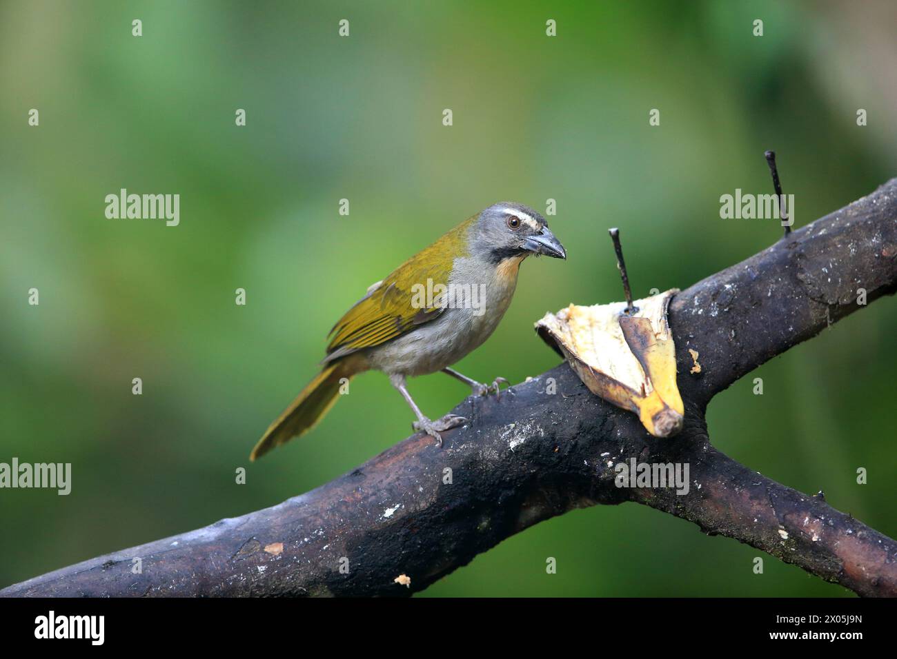 The buff-throated saltator (Saltator maximus) is a seed-eating bird in ...