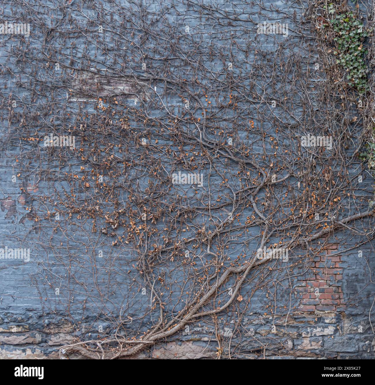 Trees grow in between two old buildings; one has since been torn down ...